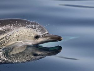 Whales and Dolphins in the Mediterranean - Tethys Research Institute