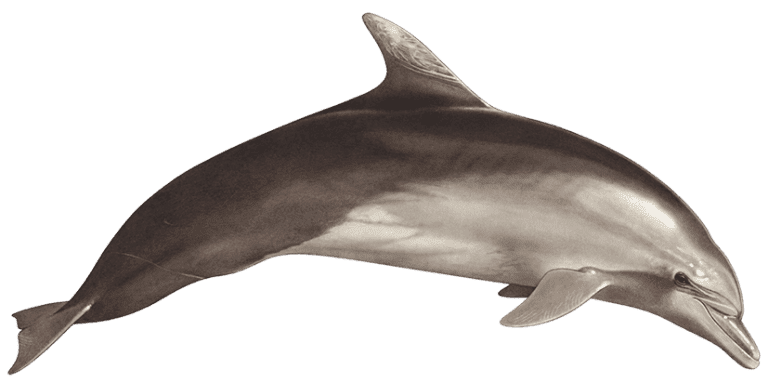Whales dolphins Mediterranean: 8 species live in the Pelagos Sanctuary
