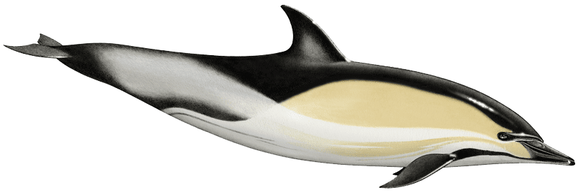 dolphins Greece Research by Ionian Dolphin Project