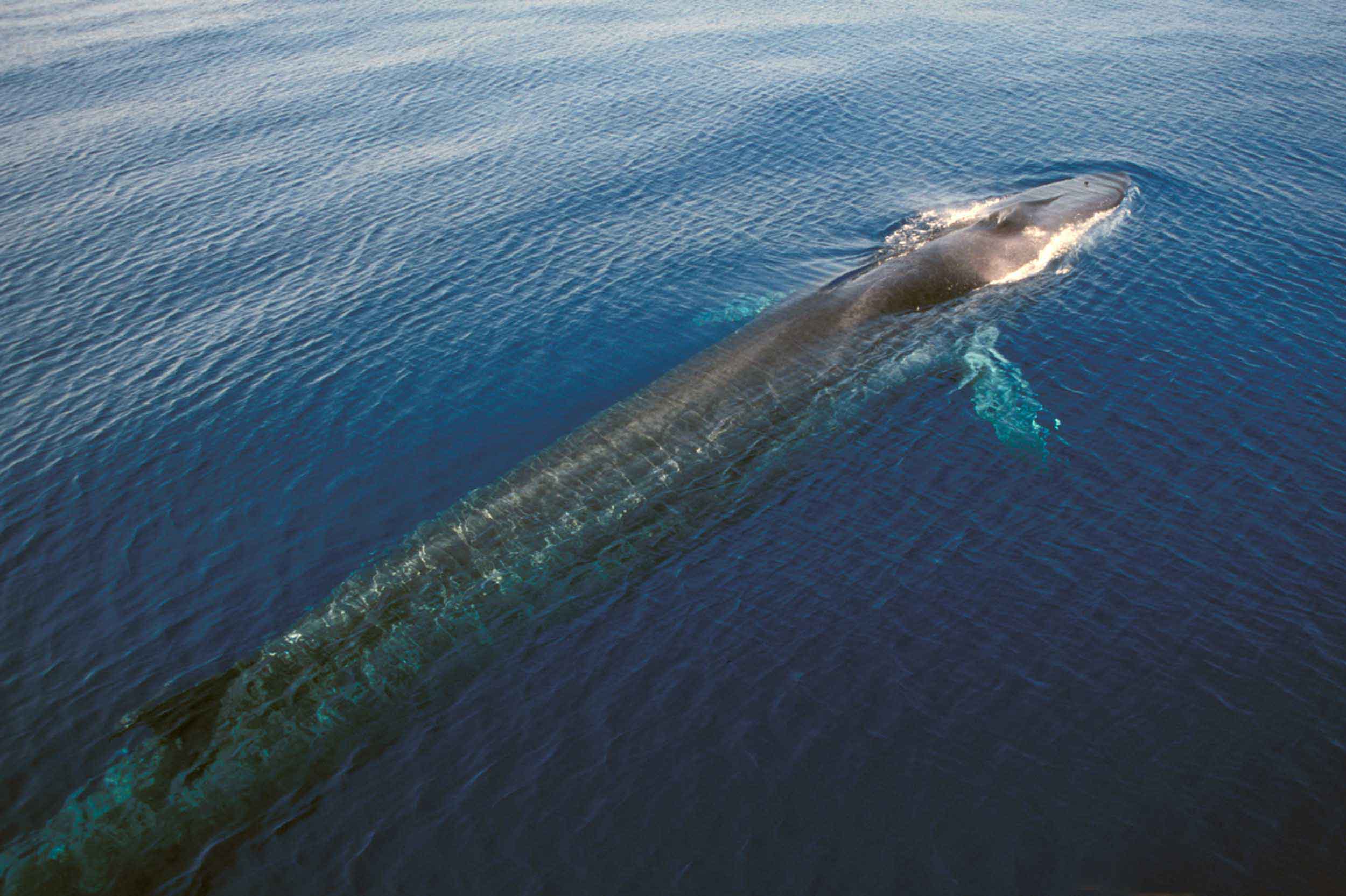 Whales and Dolphins - Tethys Research Institute