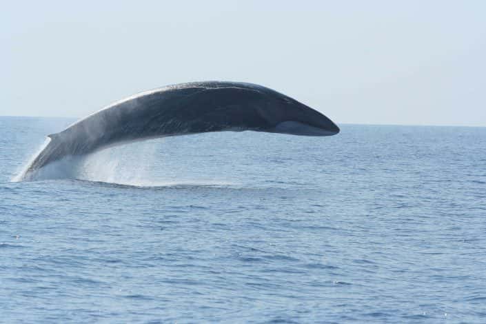 Whales and Dolphins - Tethys Research Institute