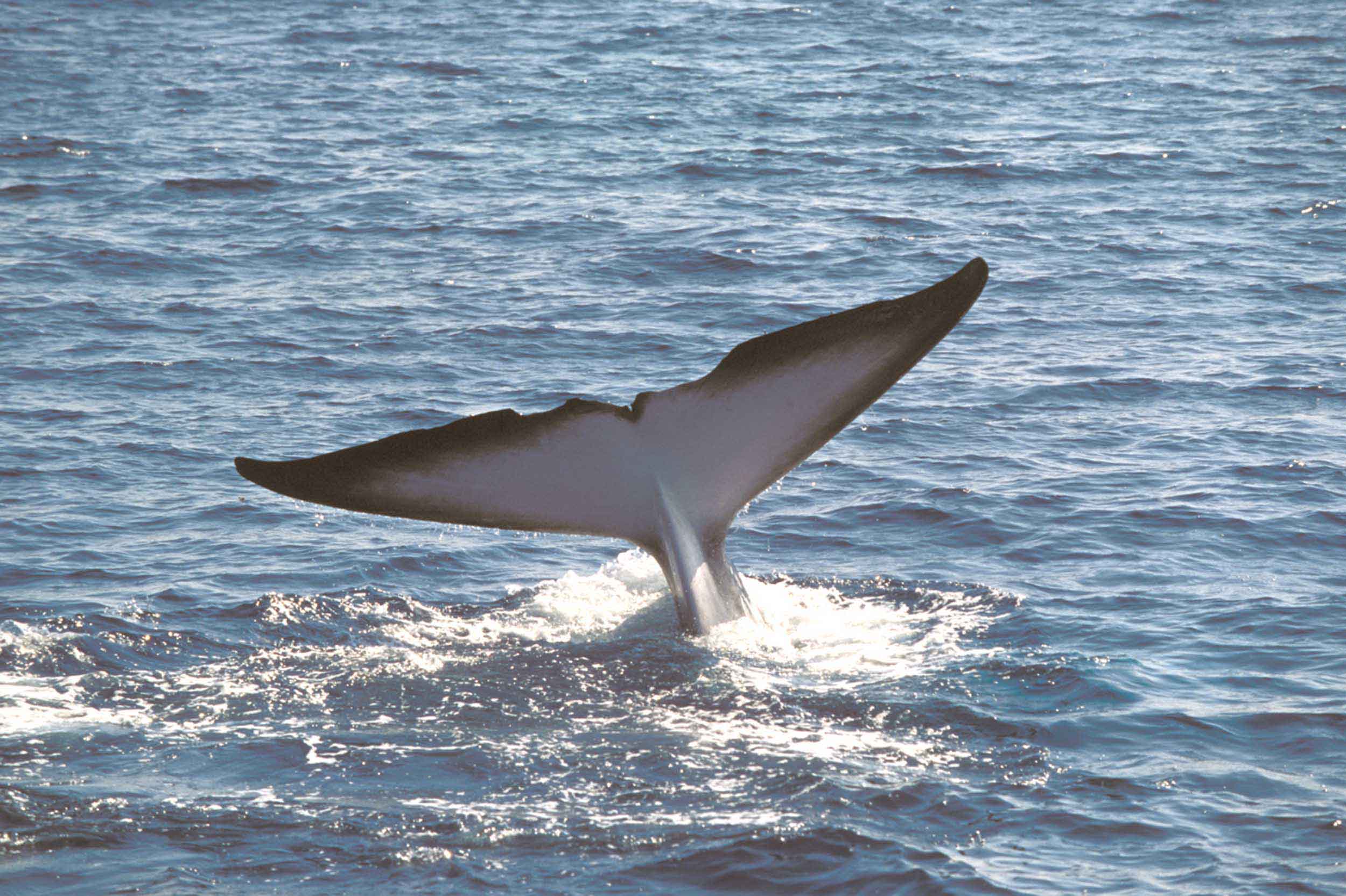 Whales and Dolphins - Tethys Research Institute