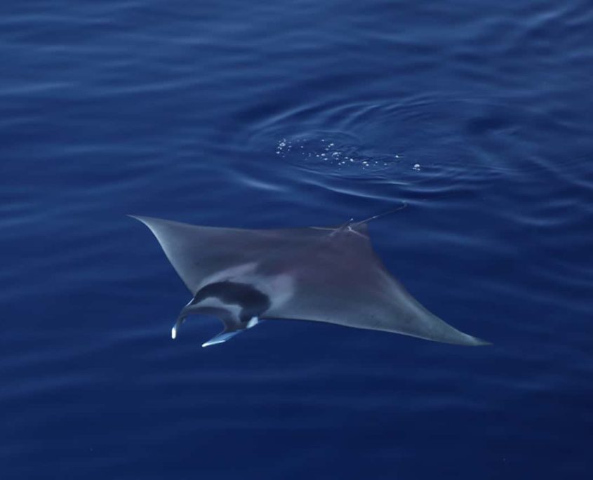 Whales and Dolphins in the Mediterranean - Tethys Research Institute