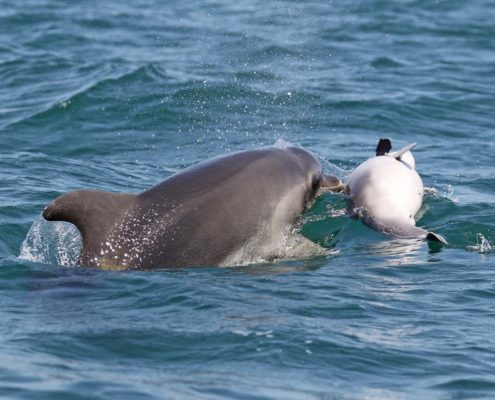 Whales and Dolphins in the Mediterranean - Tethys Research Institute