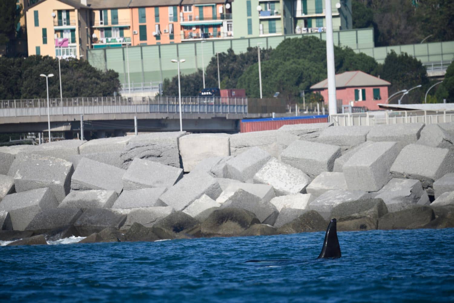 Le orche di Genova: tutto quello che sappiamo su di loro - Tethys ...