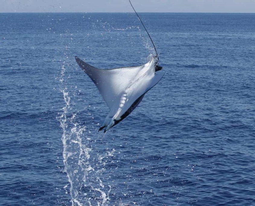 Whales and Dolphins in the Mediterranean - Tethys Research Institute