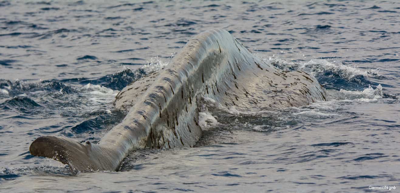 The long journey of the fluke-less fin whale in the Mediterranean ...