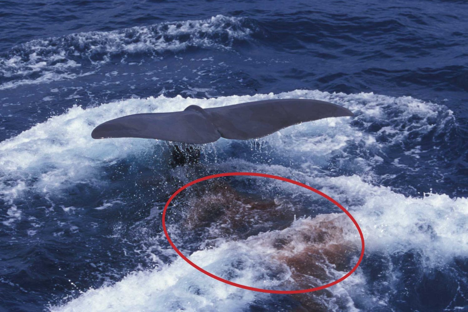 The impact of humans on cetaceans can be seen ... in their faeces ...