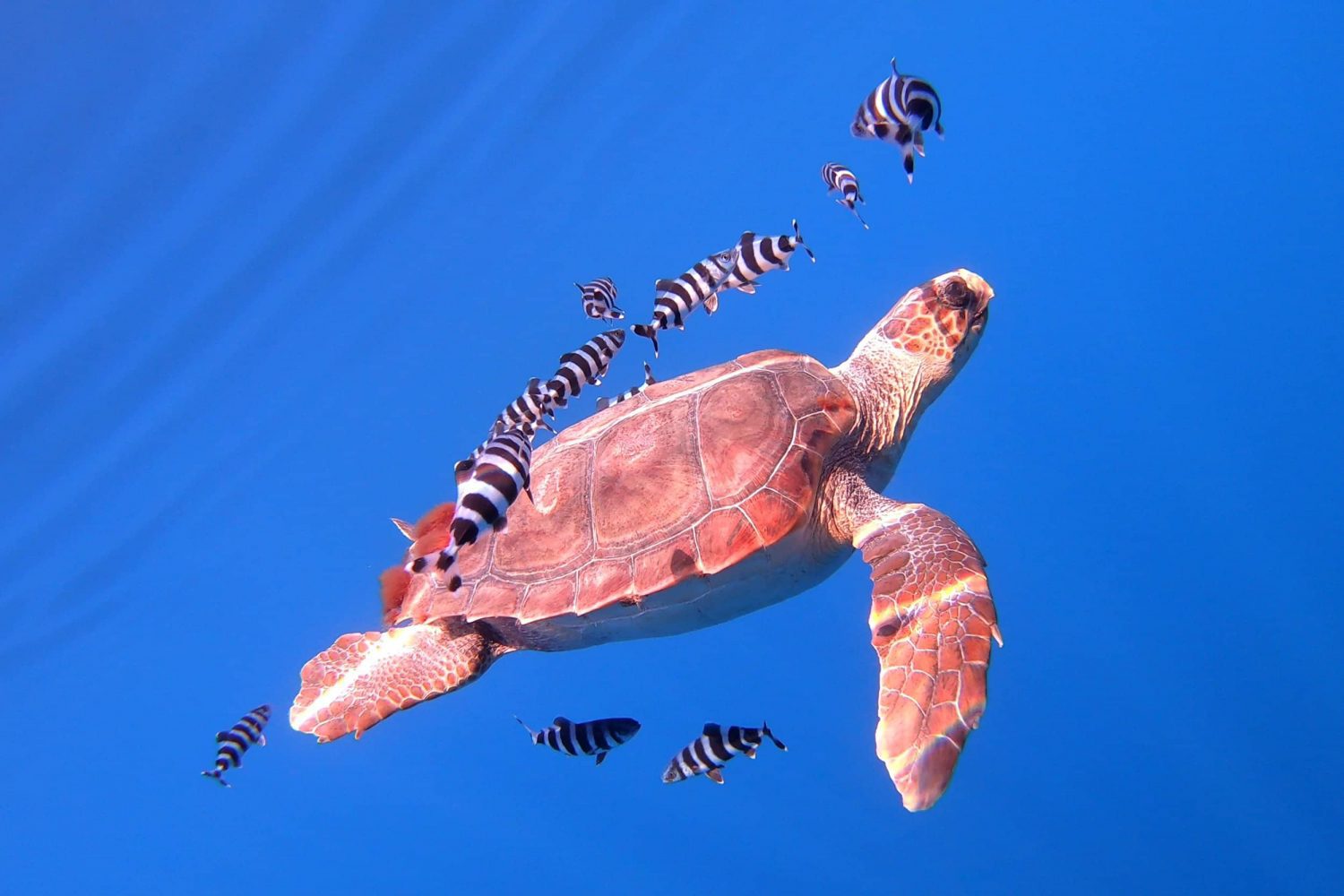 Whales and Dolphins in the Mediterranean - Tethys Research Institute