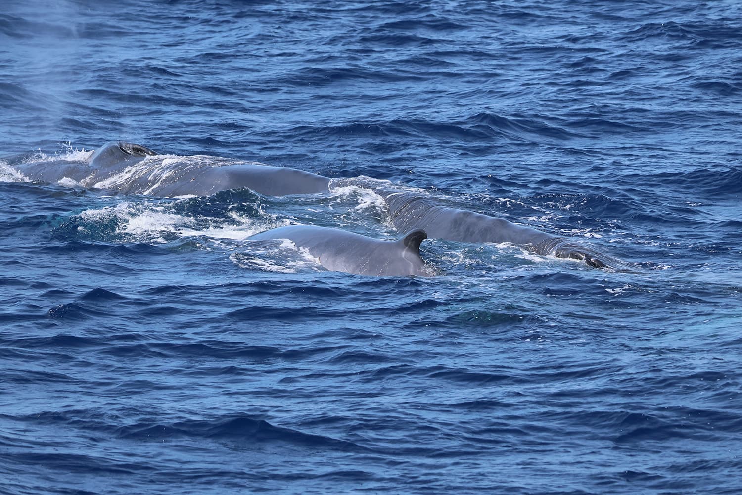 'Propeller', the fin whale with a deep propeller scar, spotted with a ...
