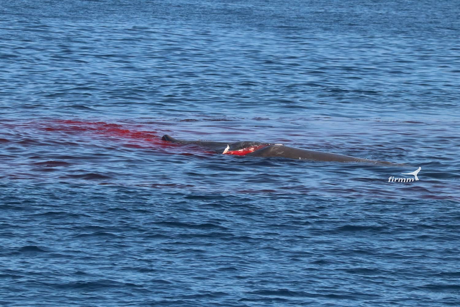 Tragic Death of Sperm Whale “Julio” in the Strait of Gibraltar - Tethys ...