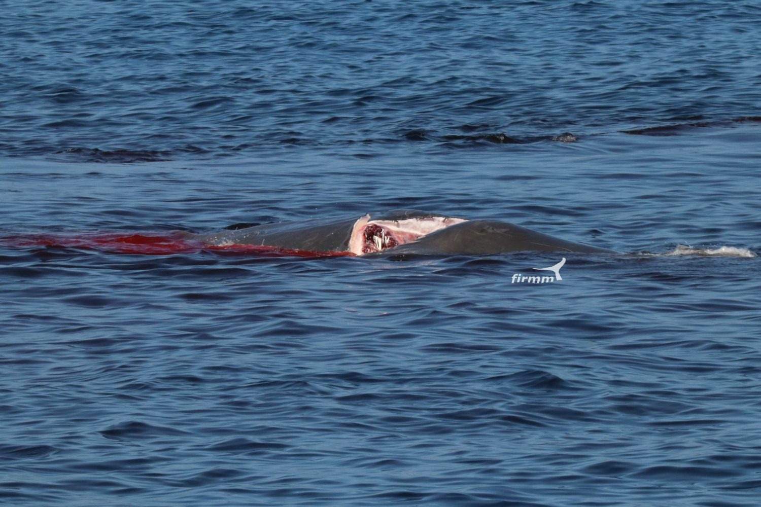 Tragic Death of Sperm Whale “Julio” in the Strait of Gibraltar - Tethys ...